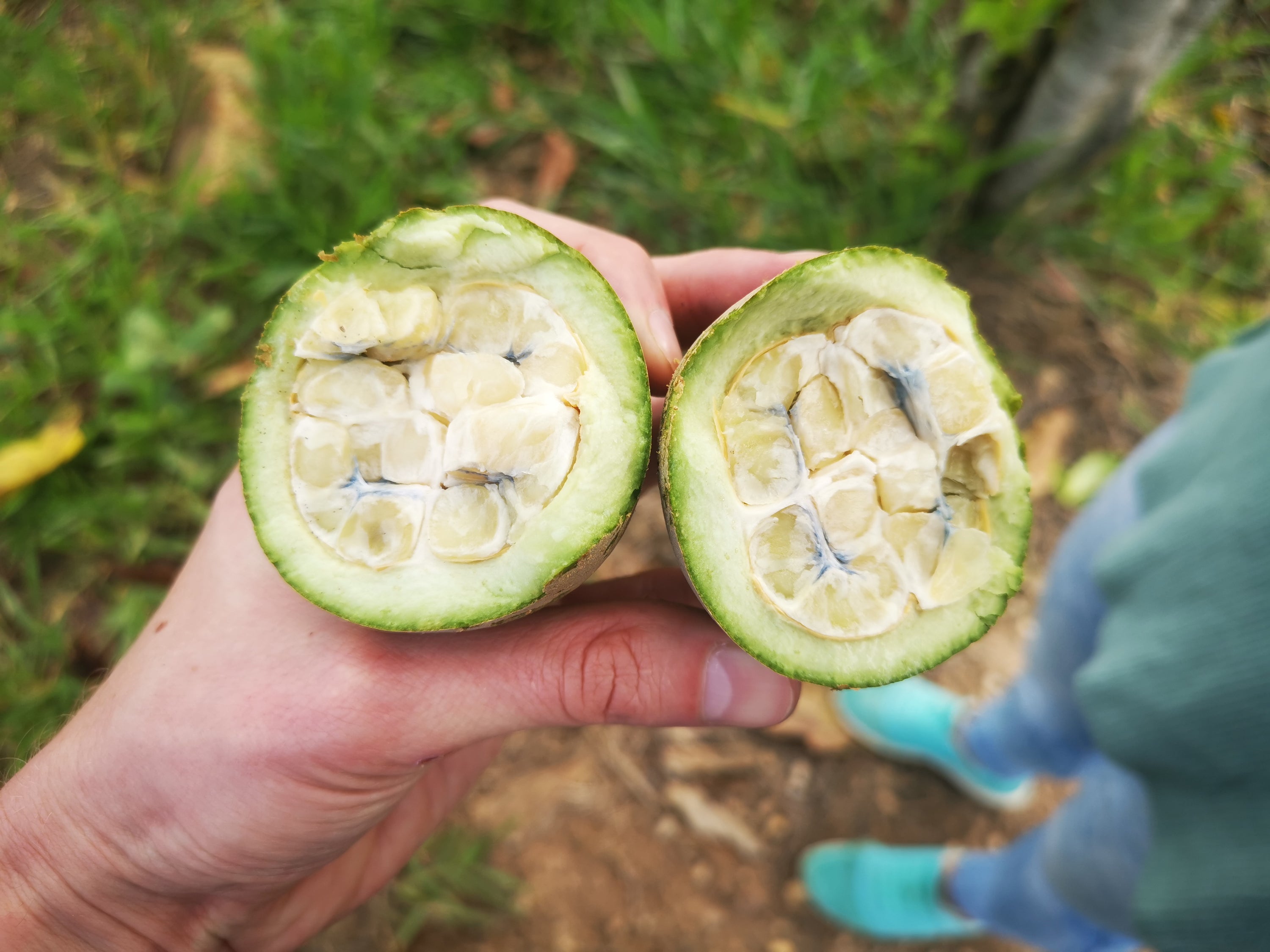 What is Jagua? - Jagua Henna